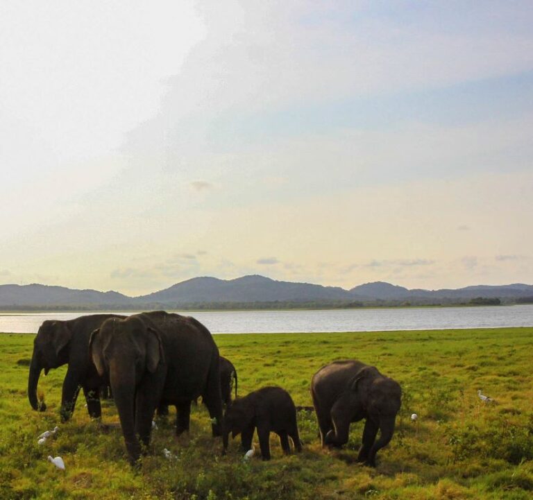Minneriya Morning Safari - Minneriya National Park Sri Lanka